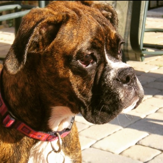 Celebrating the life of Piper | www.hollybankanimalhospital.ca